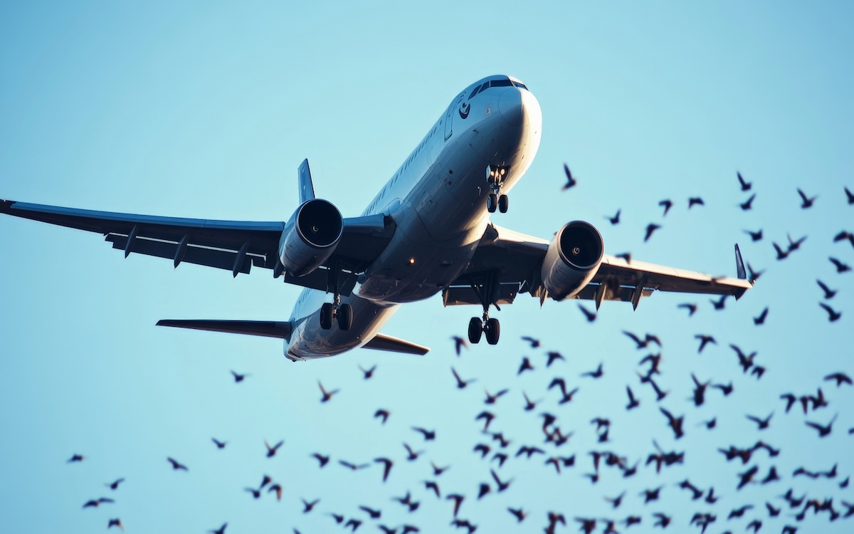 Vuelven las aves al Aeropuerto de Santiago y complican la operación de ...